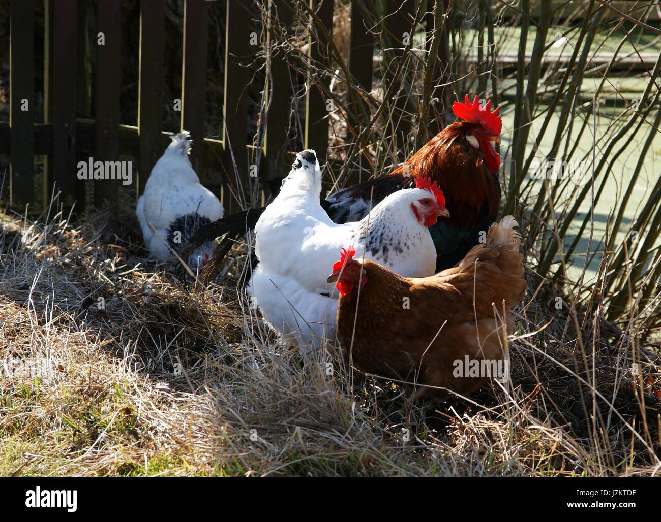 Animaux Les animaux de compagnie à engloutir gorge dévorent les poulets ...
