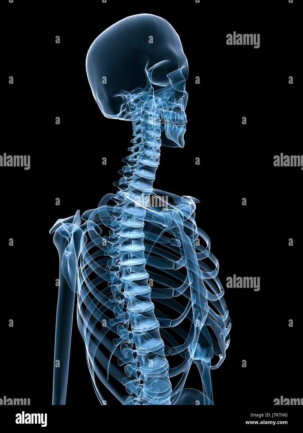 Les droits de l'être humain la santé anatomie squelette de dos dos ...