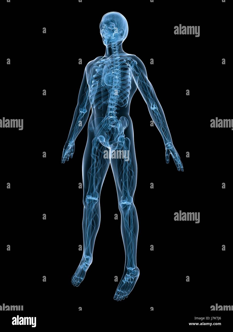 Les droits de l'être humain la santé anatomie du squelette de la ...