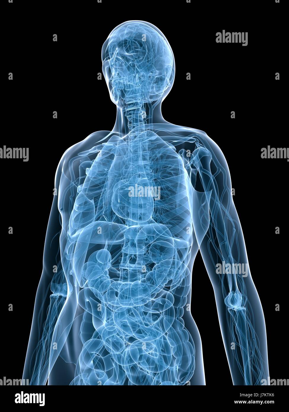 Les droits de l'être humain la santé anatomie du squelette de la ...