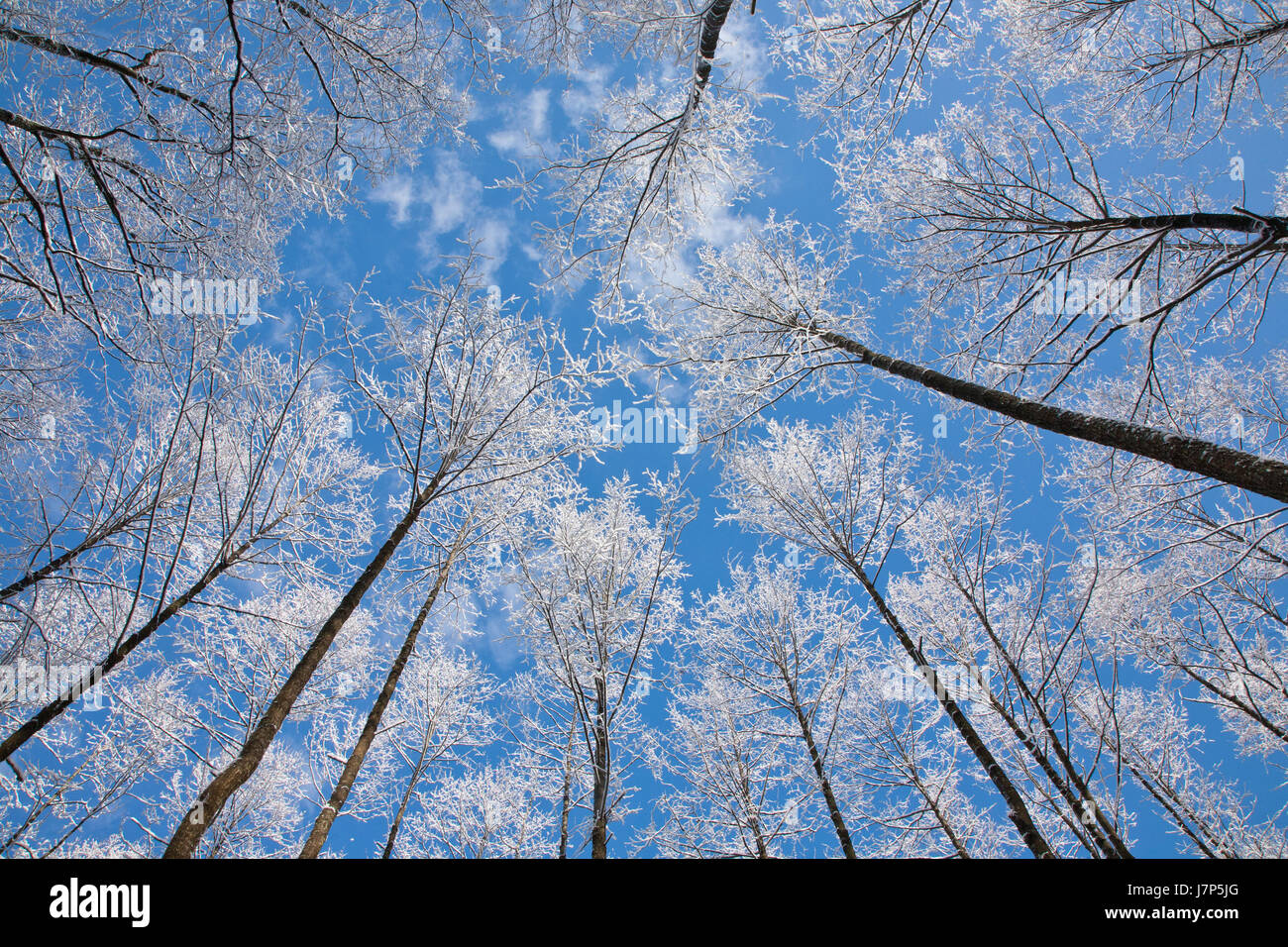 Couronne et coke Banque de photographies et d’images à haute résolution ...