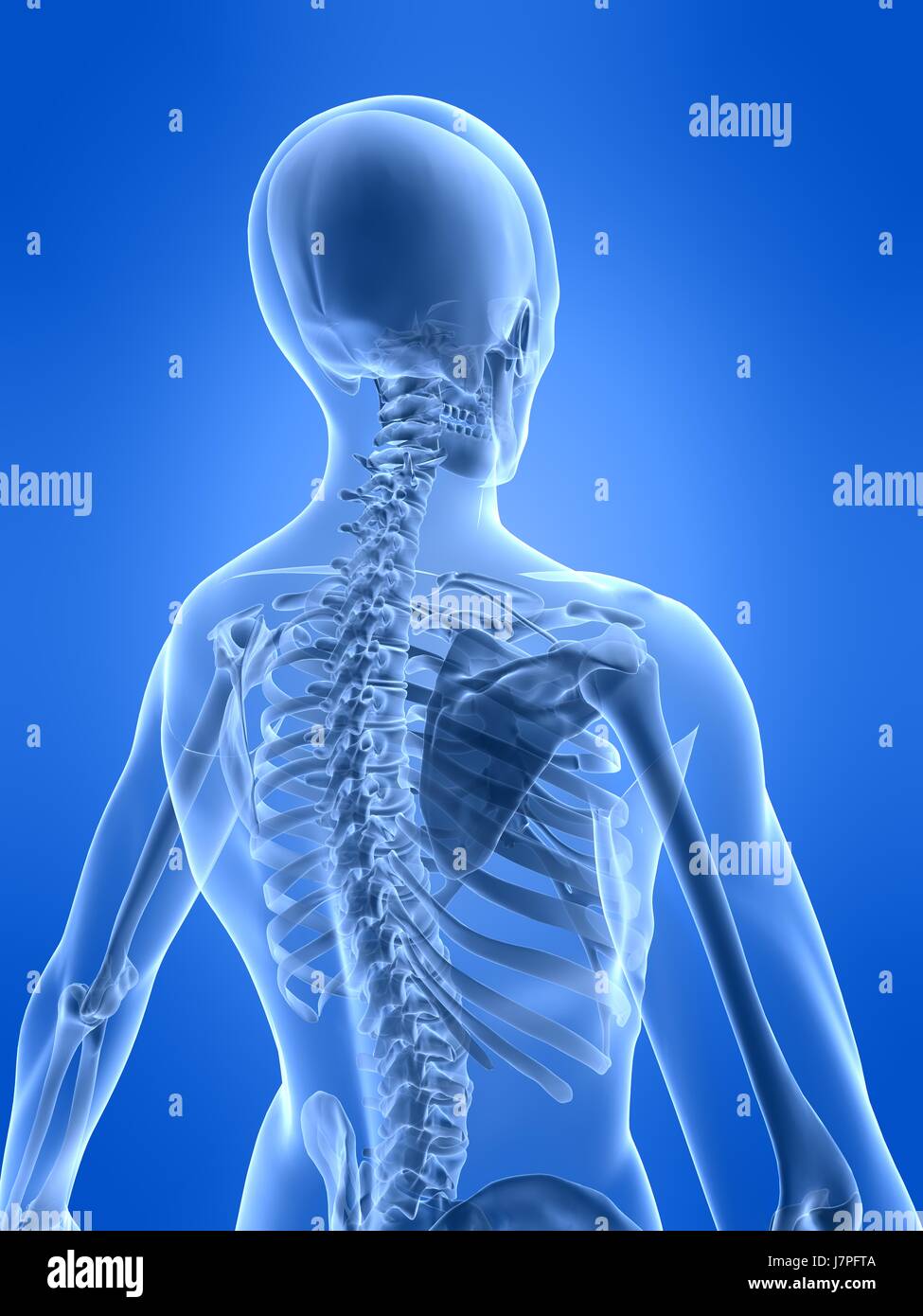 Les droits de l'être humain la santé anatomie squelette de dos dos ...