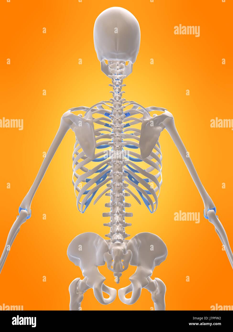 Les droits de l'être humain la santé anatomie squelette de dos dos ...