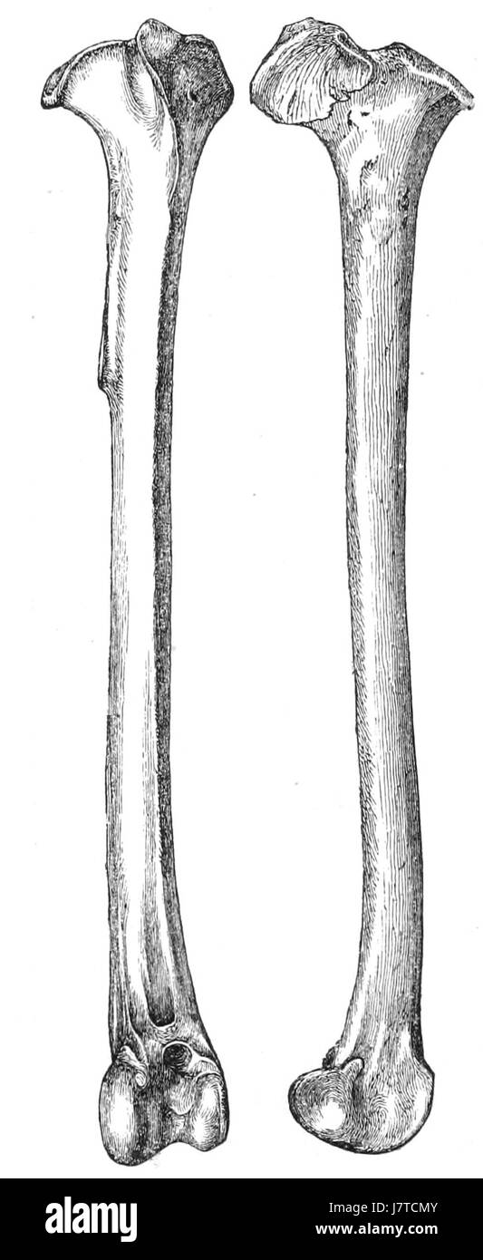 Tibia drawing Banque de photographies et d’images à haute résolution ...