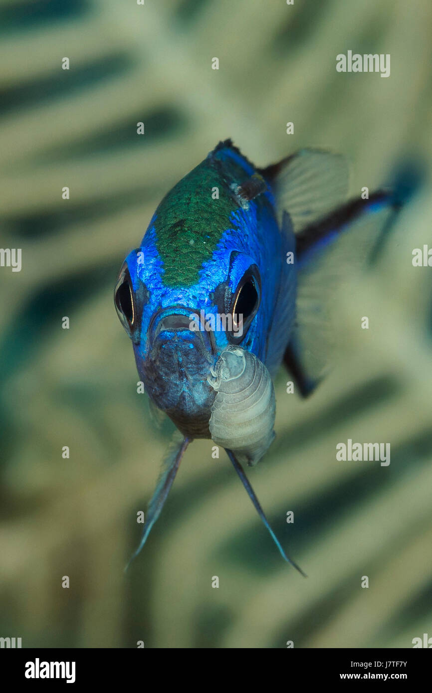 Parasite des poissons de mer Banque de photographies et d’images à ...