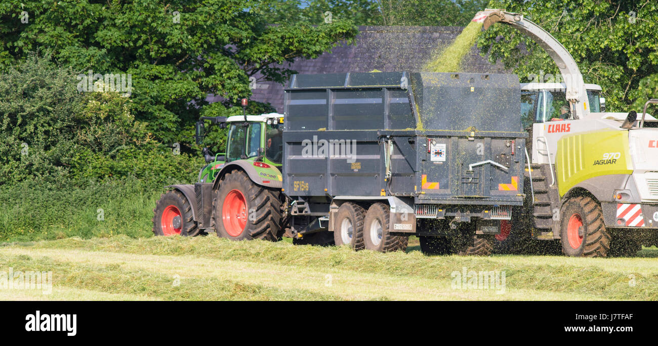 TOCKENHAM, UK - 24 MAI 2017 : l'Ensileuse Claas Jaguar, le ramassage de ...