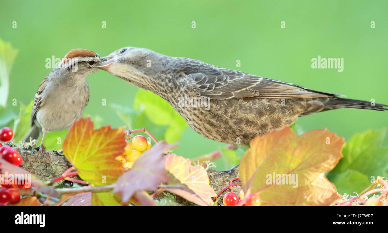 Baby sparrow Banque de photographies et d’images à haute résolution - Alamy