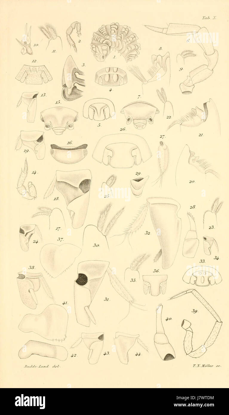 La révision par Budde Lund des isopodes terrestres (crustacés) fournit ...