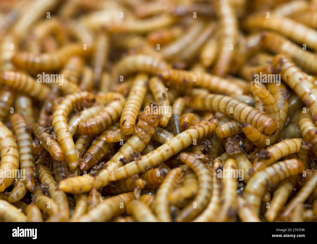 Vers de farine vivants Banque de photographies et d’images à haute ...