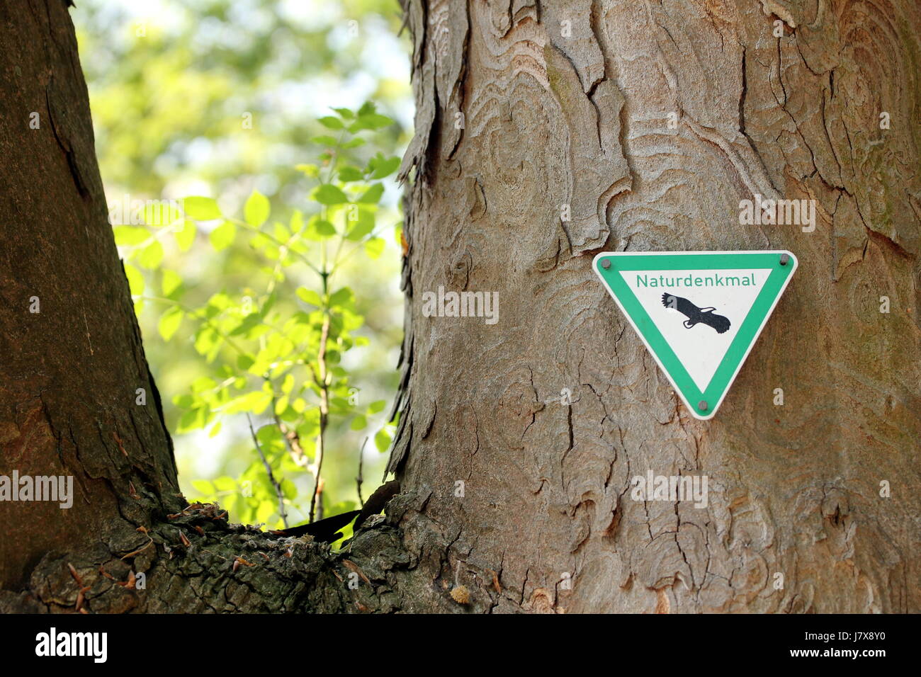 Arbre généalogique monument la conservation de la nature protection ...