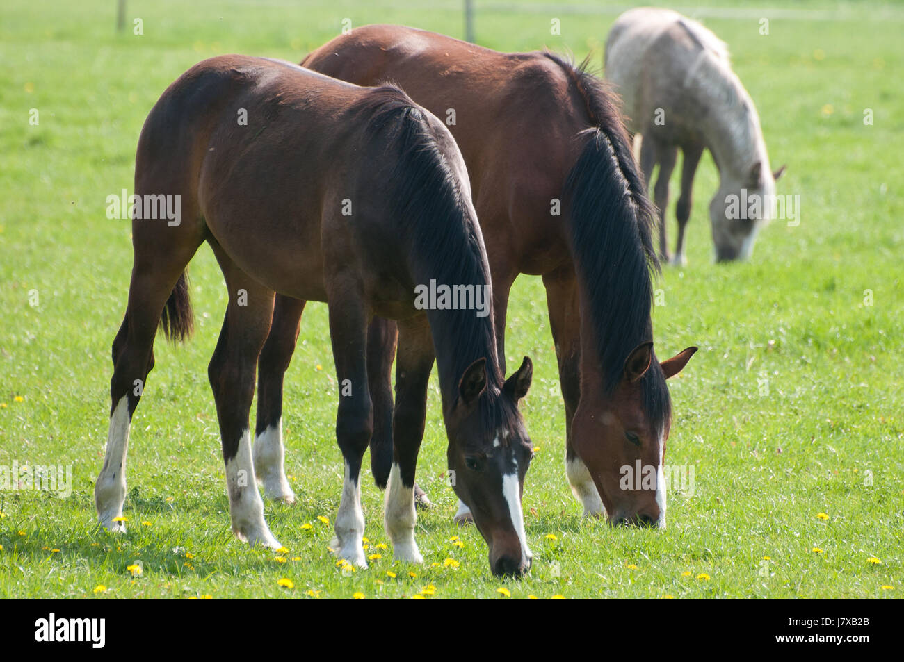 Trois chevaux Banque de photographies et d’images à haute résolution ...