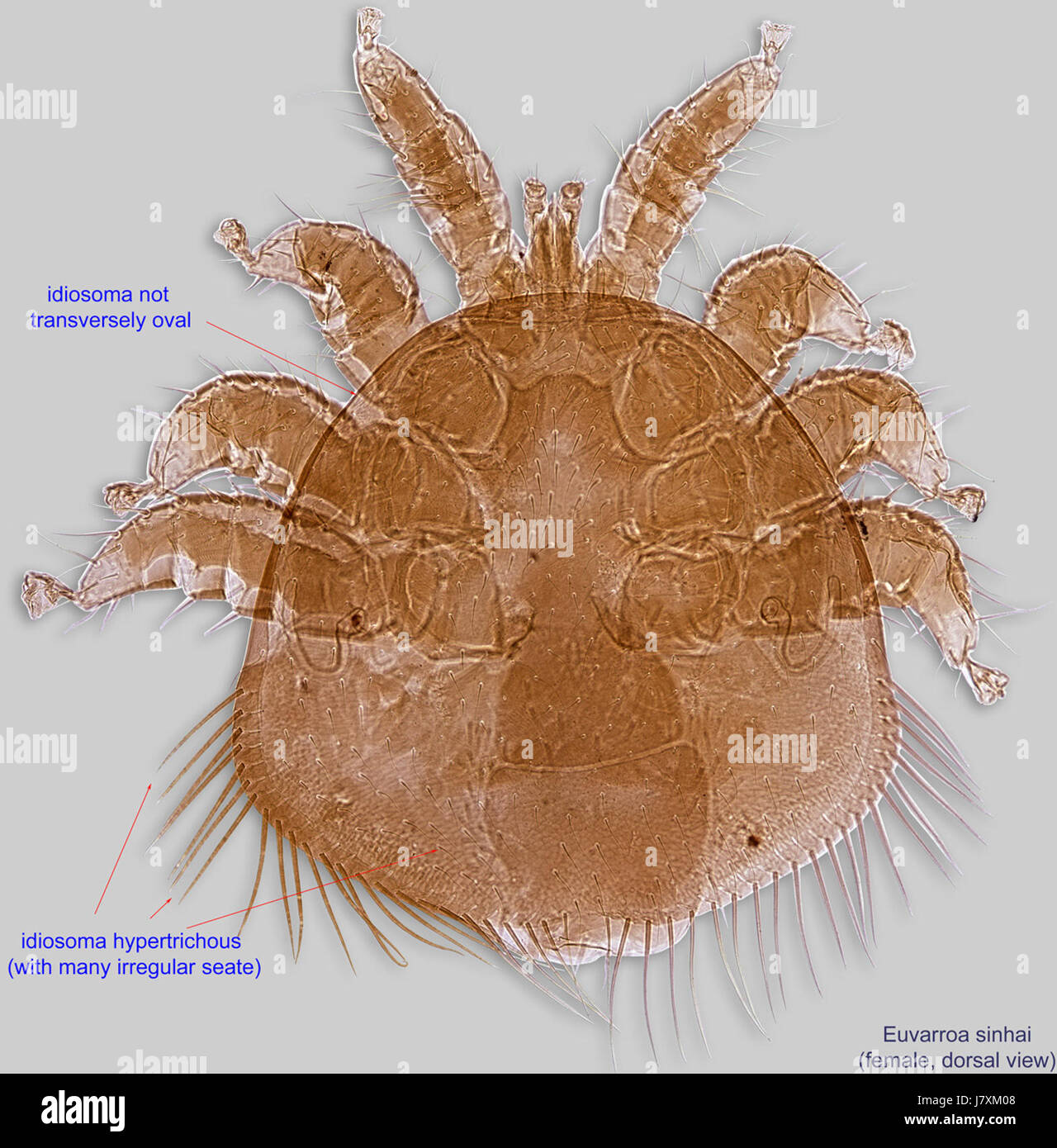 Ce titre fait référence à une étude ou identification de spécimen de l ...