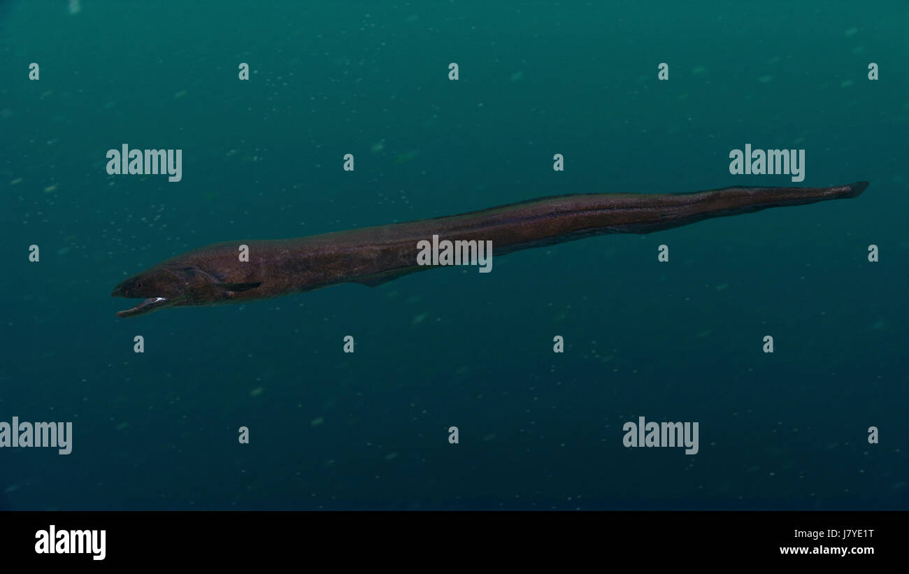 Poisson Abyssal Banque d'image et photos - Alamy