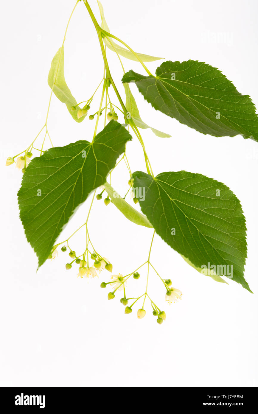 Portrait de fleurs de tilleul sur fond blanc. Tilleul à grandes ...