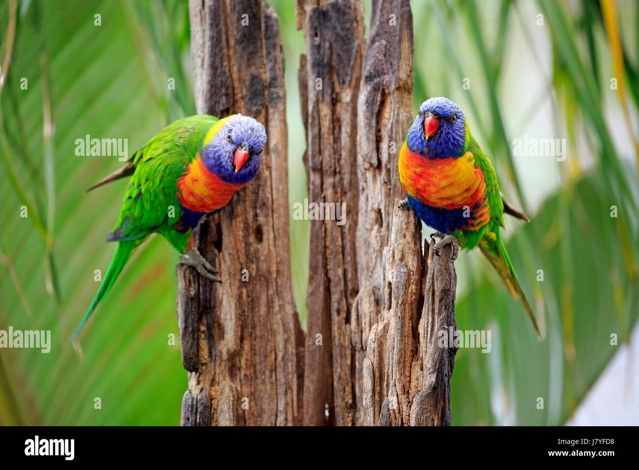 Nature Du Tronc D'arbre Pourri Banque d'image et photos - Alamy
