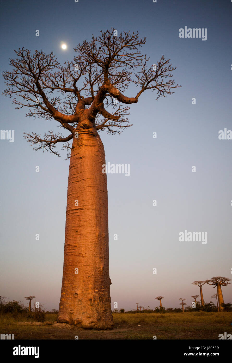 Silhouette arbre lune dans le ciel Banque de photographies et d’images ...