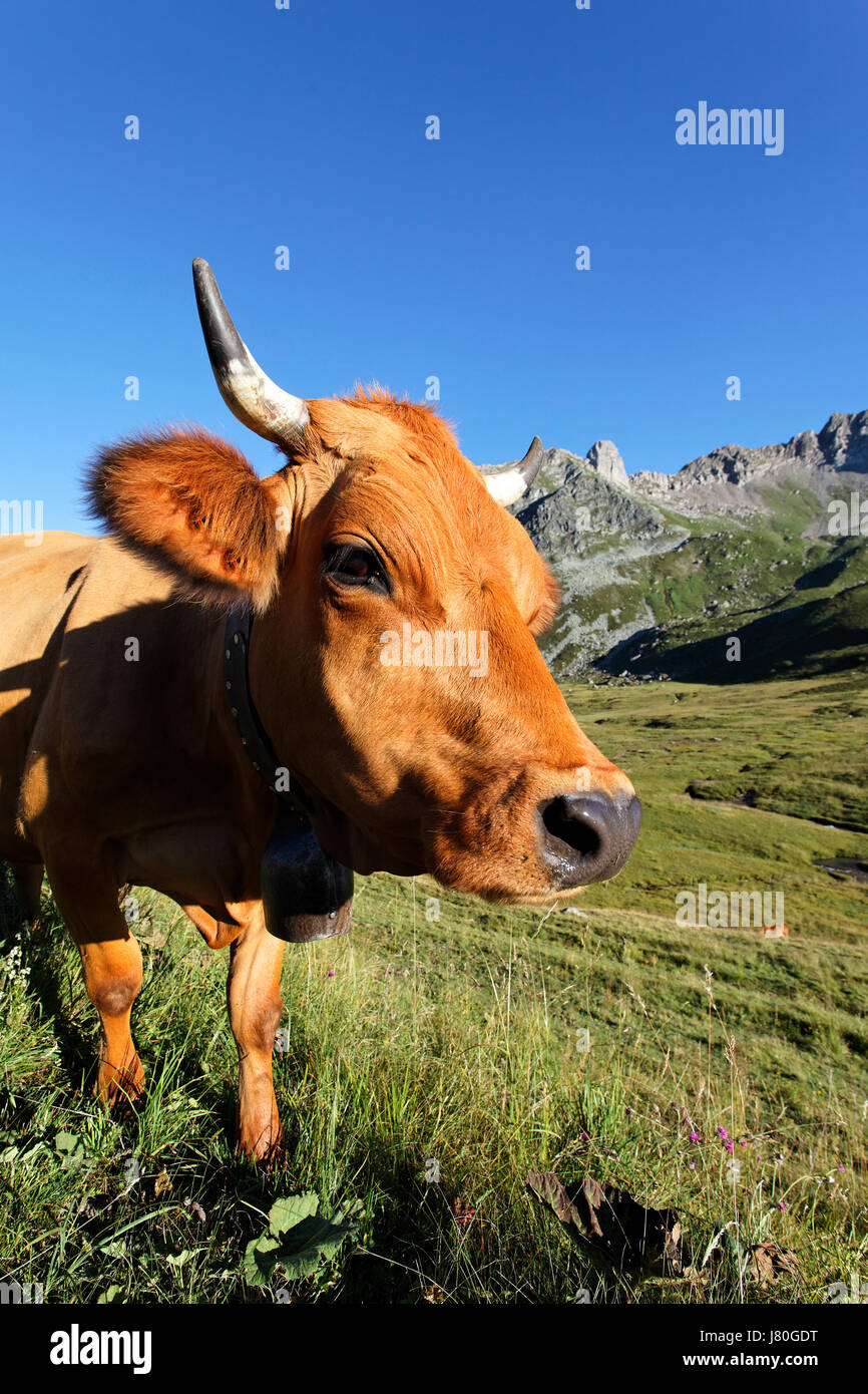 Agriculture agriculture ferme vache alpes paysage nature paysage de ...