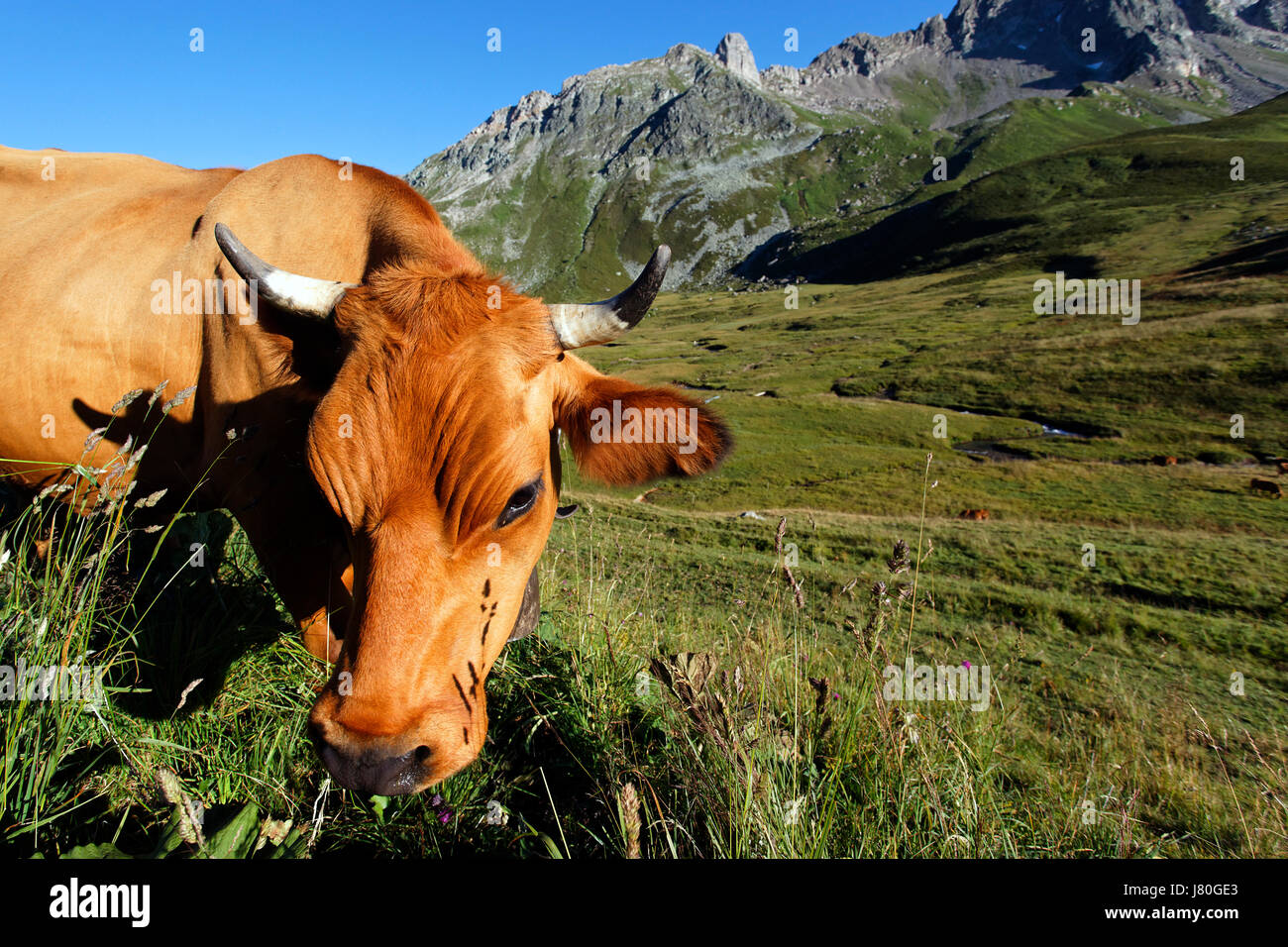 Agriculture agriculture ferme vache alpes paysage nature paysage de ...
