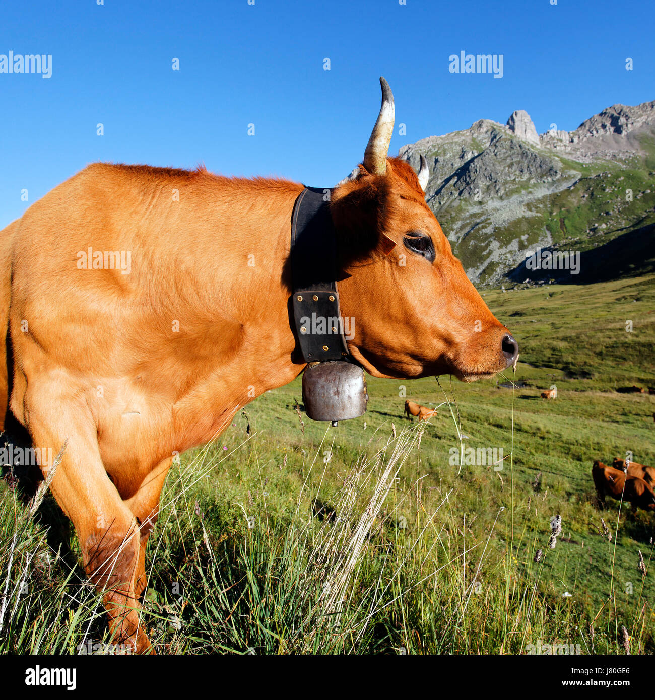 Agriculture agriculture ferme vache alpes paysage nature paysage de ...