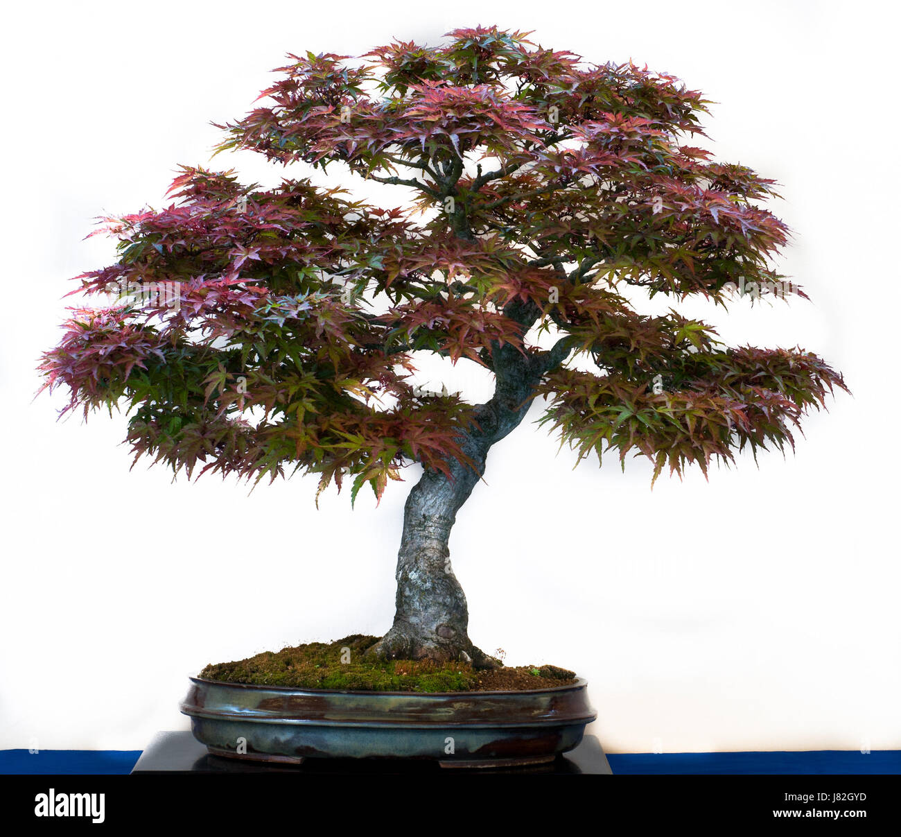 Acer palmatum seigen Banque de photographies et d’images à haute ...