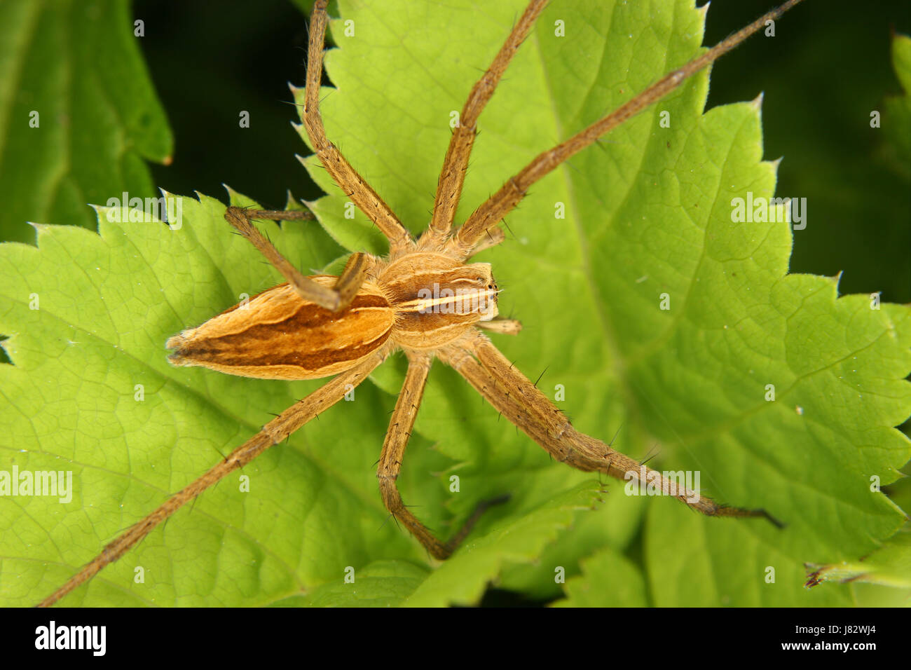 Raubspinne pisaura mirabilis Banque de photographies et d’images à ...