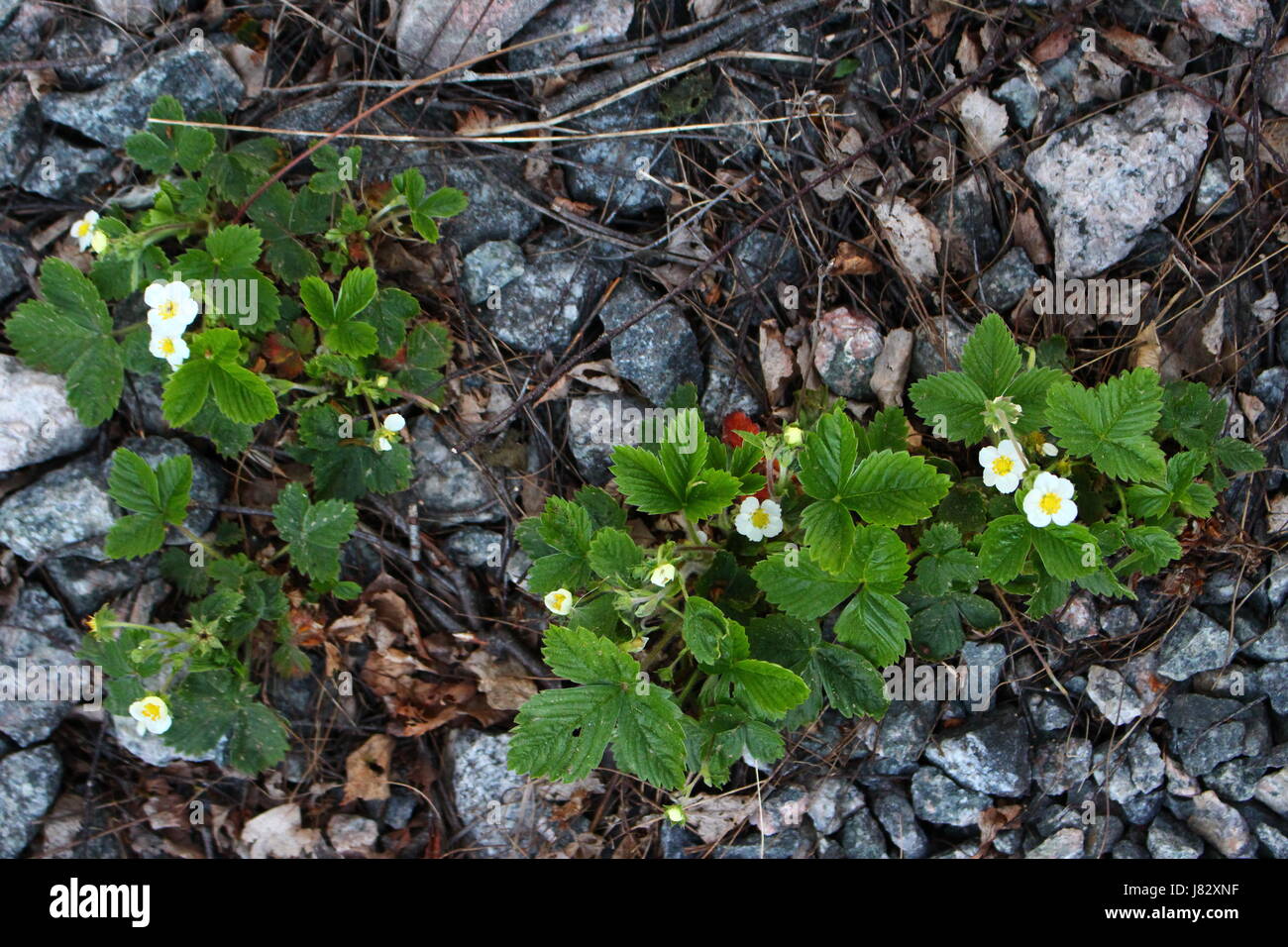 Svenska smultron Banque de photographies et d’images à haute résolution ...