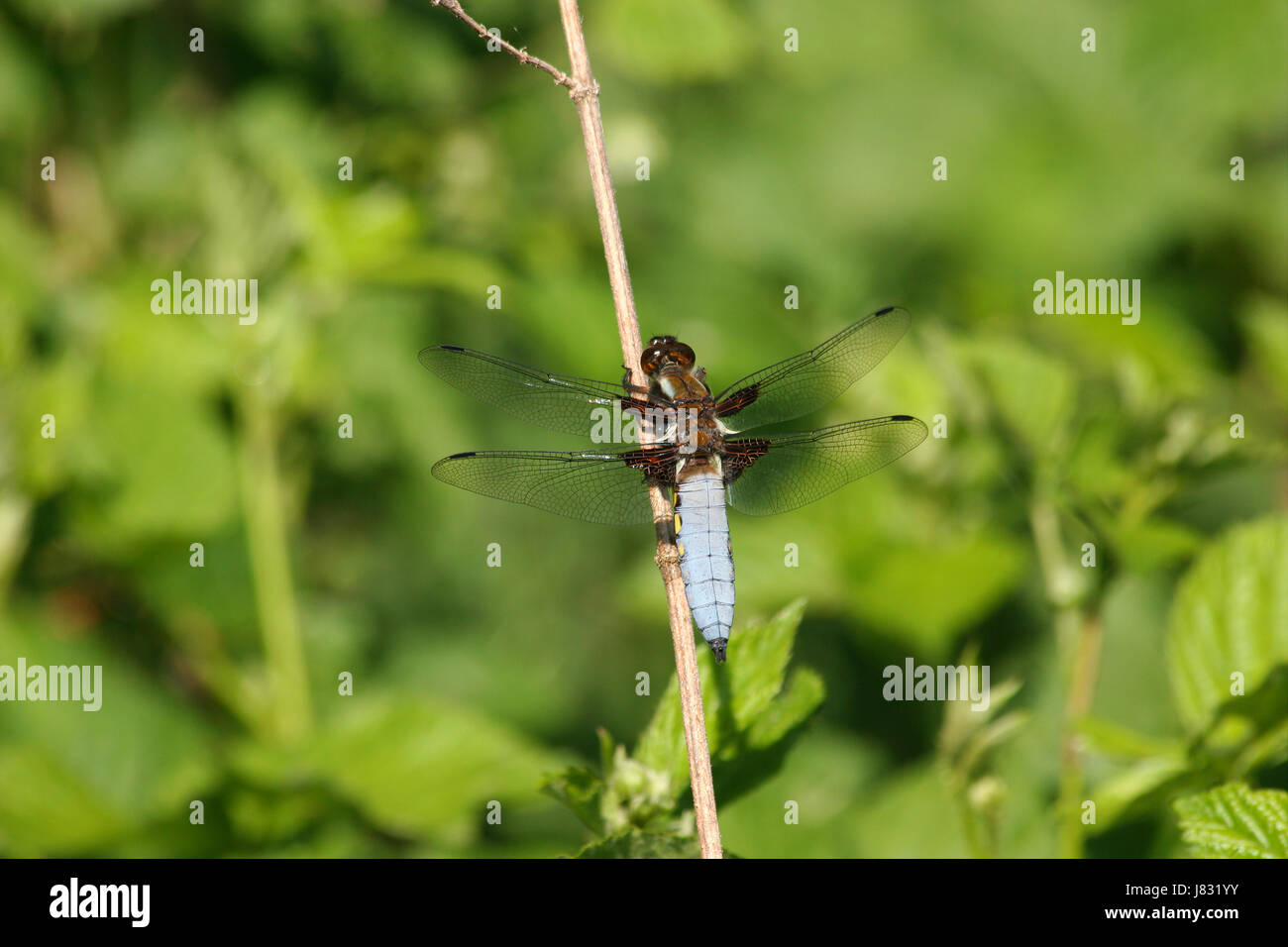 Macro Macro close-up admission vue en gros insecte prédateur animal ...