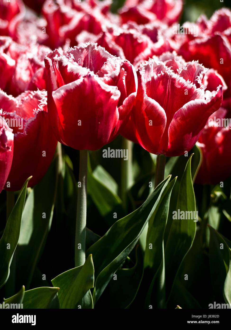 Tulipe canasta Banque de photographies et d’images à haute résolution - Alamy