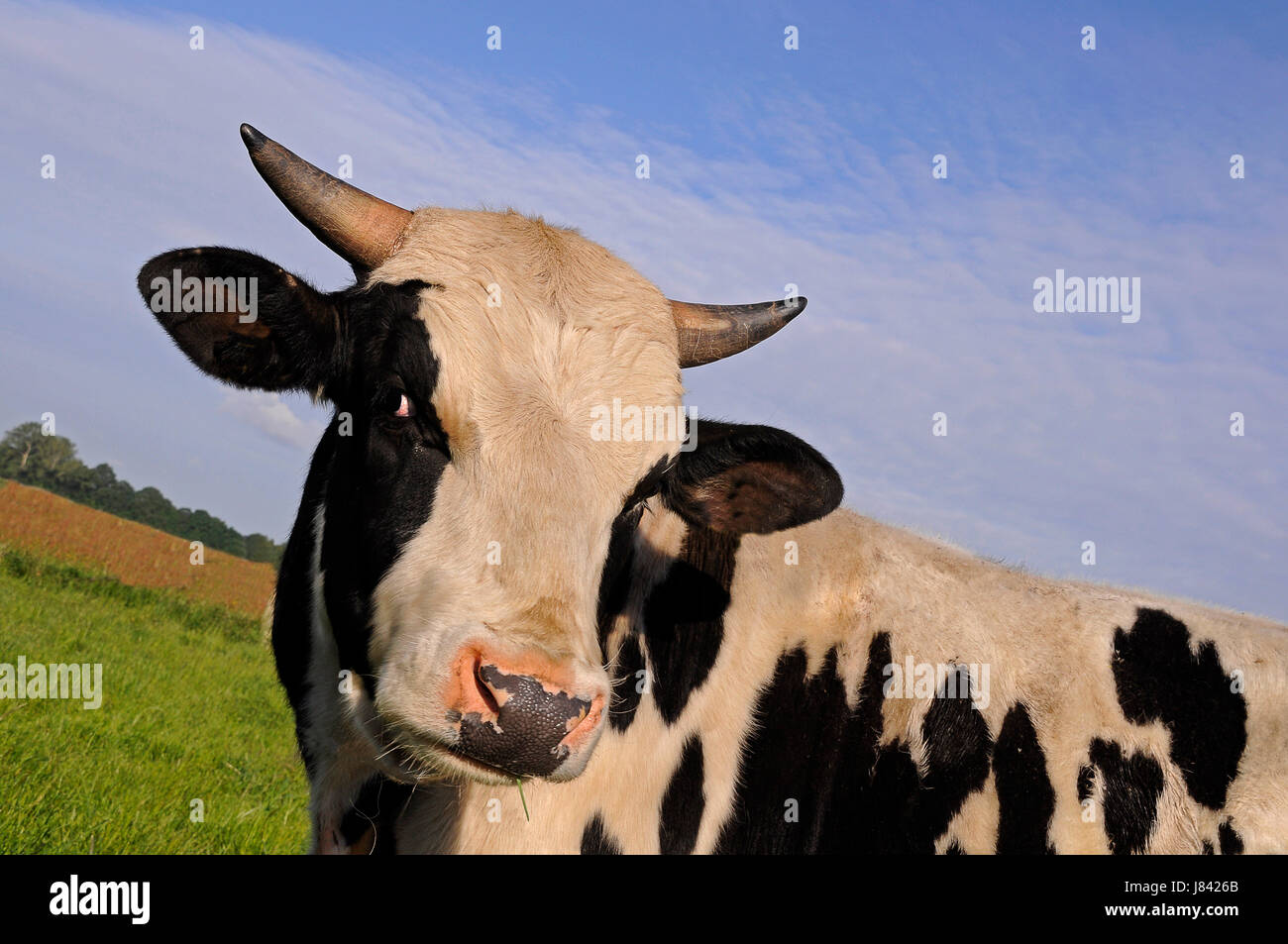 Corne noire Banque d'image et photos - Alamy