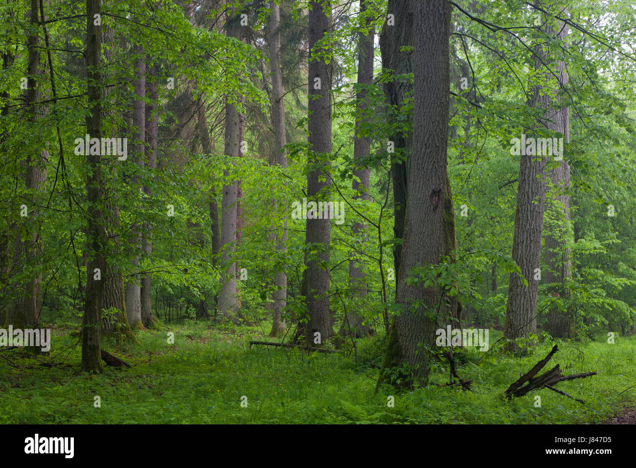 Forêt de chêne arbre eco stand europe printemps été summerly chêne ...