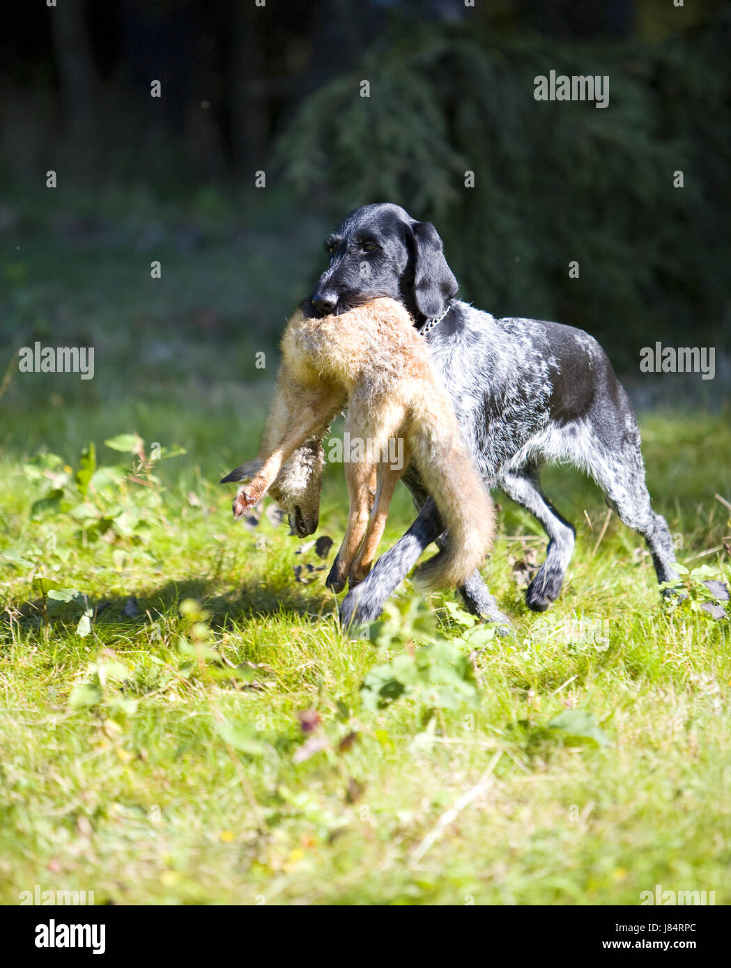 Chasse chien animal animaux faune mammifère chase hunter Animaux ...