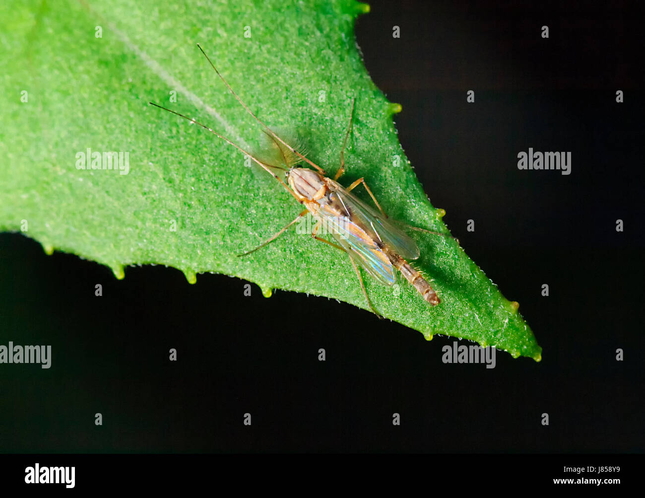 Insectes piqueurs Banque de photographies et d’images à haute ...