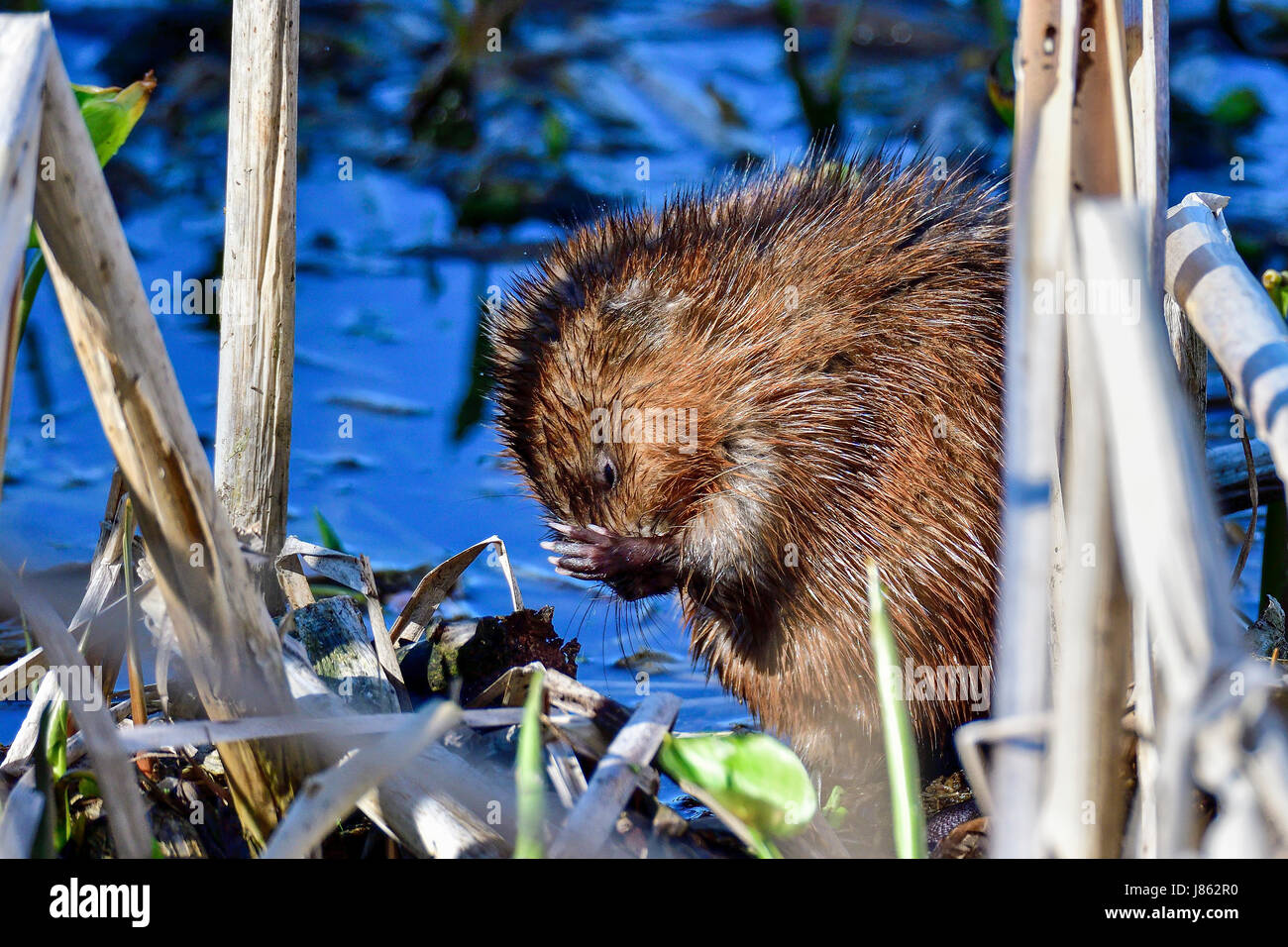 Muskrat portrait Banque de photographies et d’images à haute résolution ...