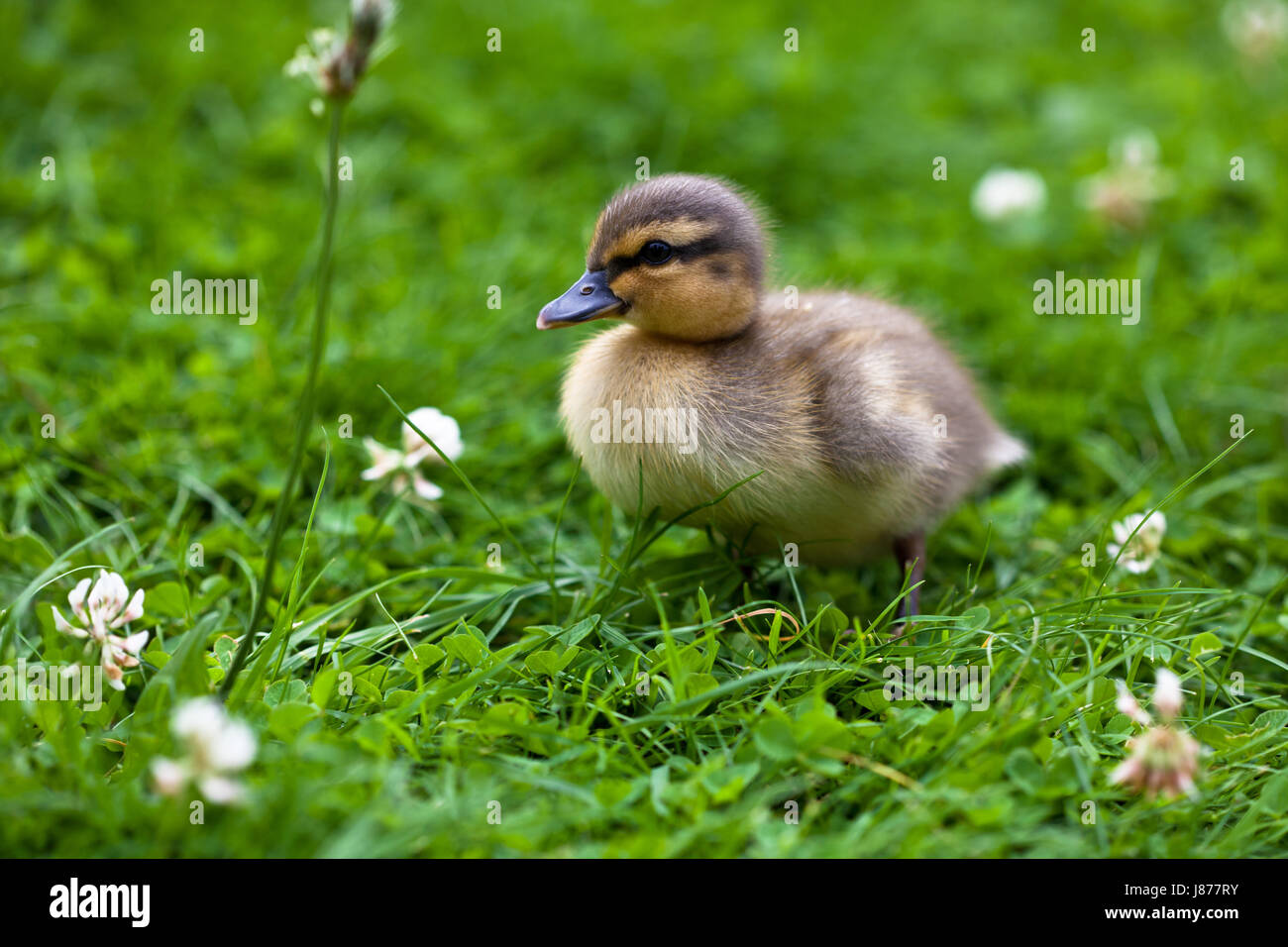 Canard canards oiseaux oiseaux plus jeunes oiseaux oiseaux jeunes ...