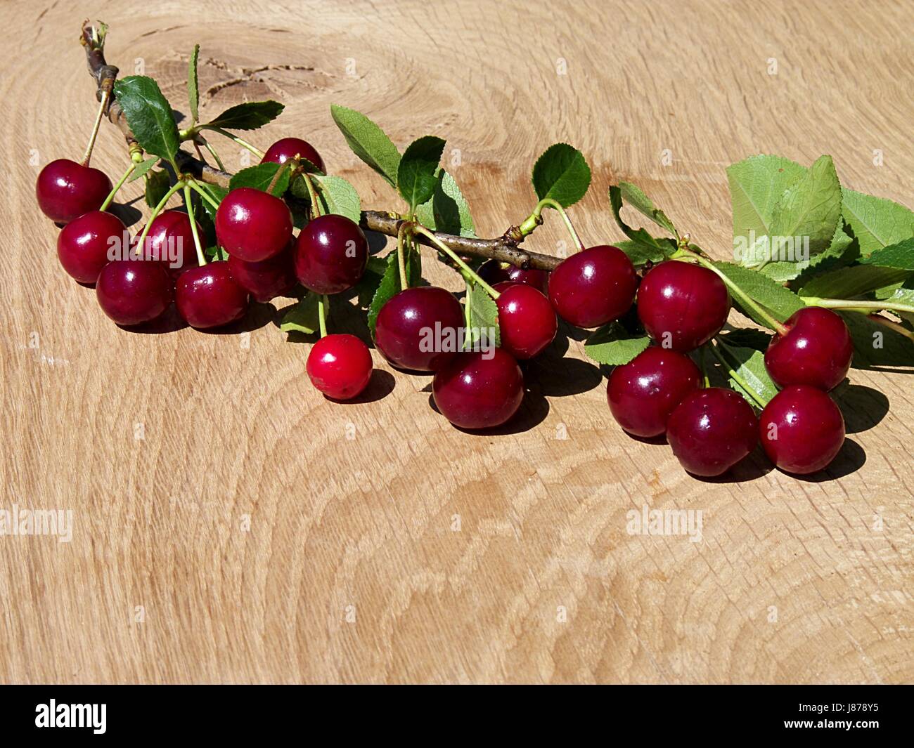 Eco arbre branche cerises fruits sains rouge arbre branche de chêne ...