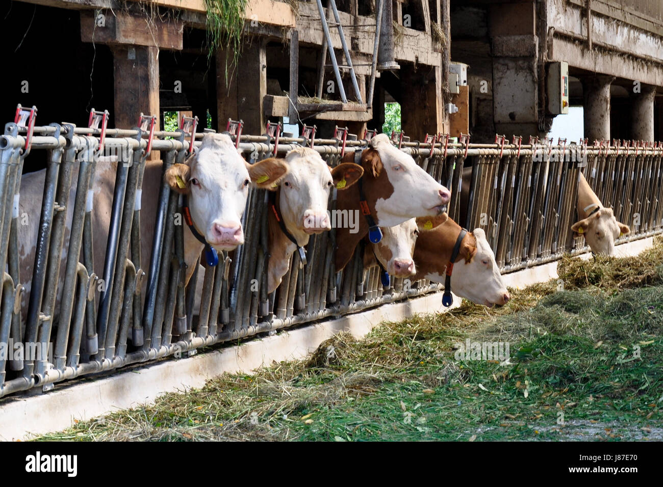 Fourrage, bucolique, mammifère, agriculture, élevage, lait, vache ...