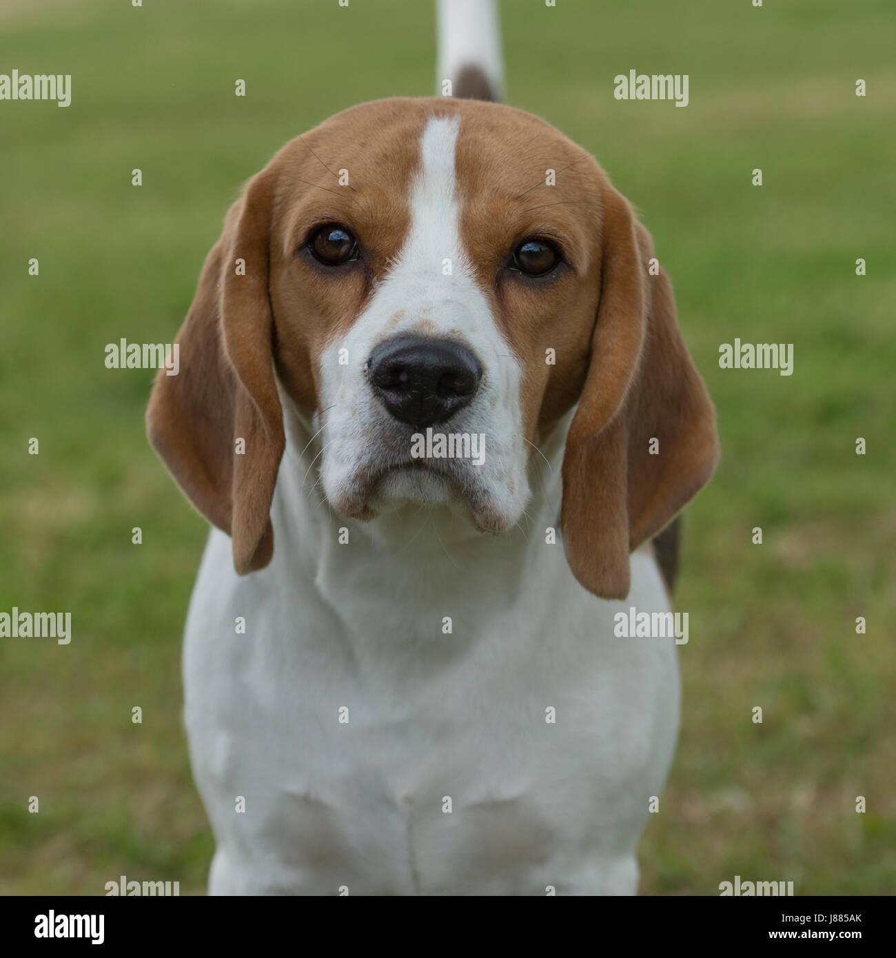 Race De Chien Beagle Banque d'image et photos - Alamy