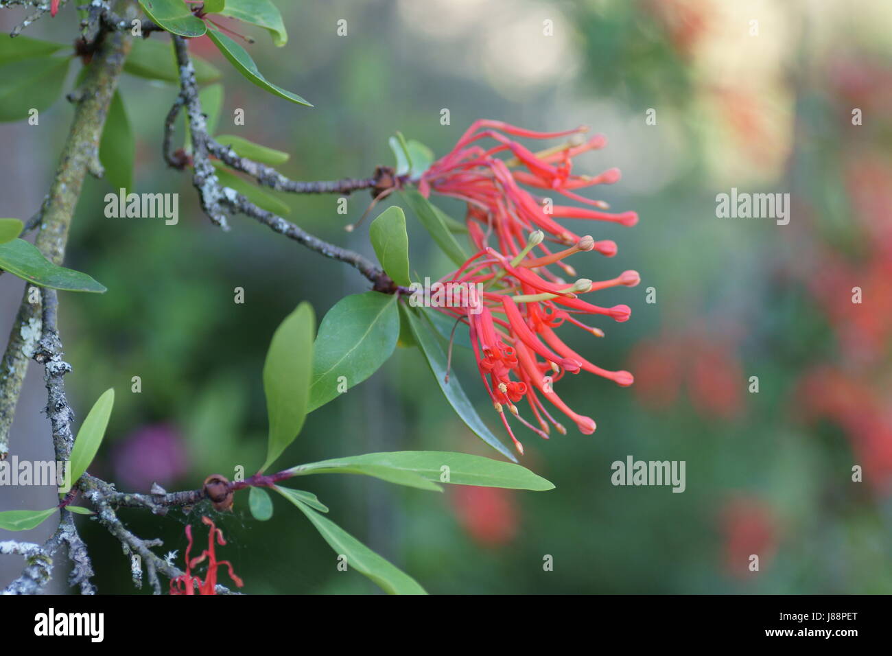 Embothrium coccineum Banque de photographies et d’images à haute ...