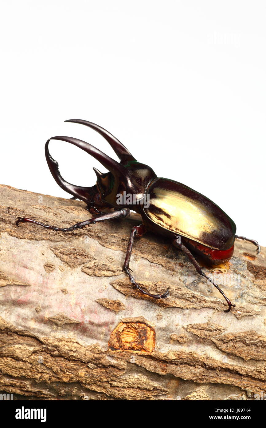 L'Asie, l'insecte, corne, coléoptère, faune, asiatique, atlas, carte du ...