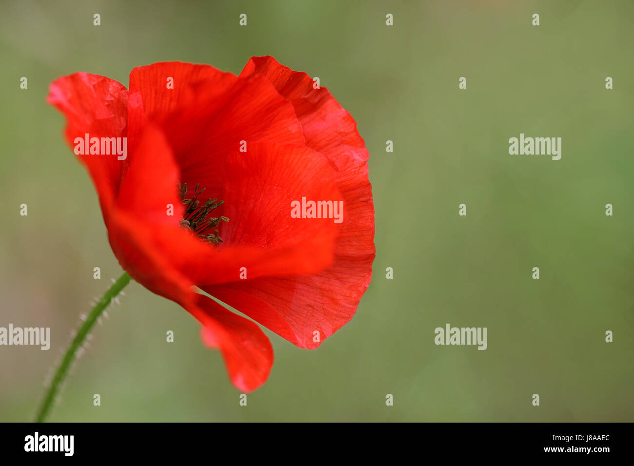 Mohn mohn mohn mohn mohn mohn Banque de photographies et d’images à ...