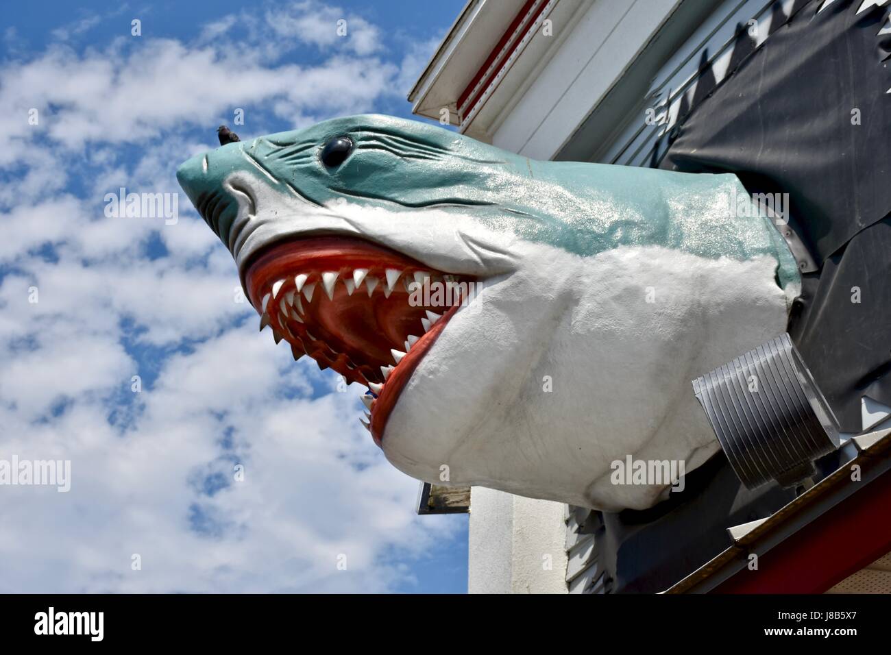 Tête de requin Banque de photographies et d’images à haute résolution ...