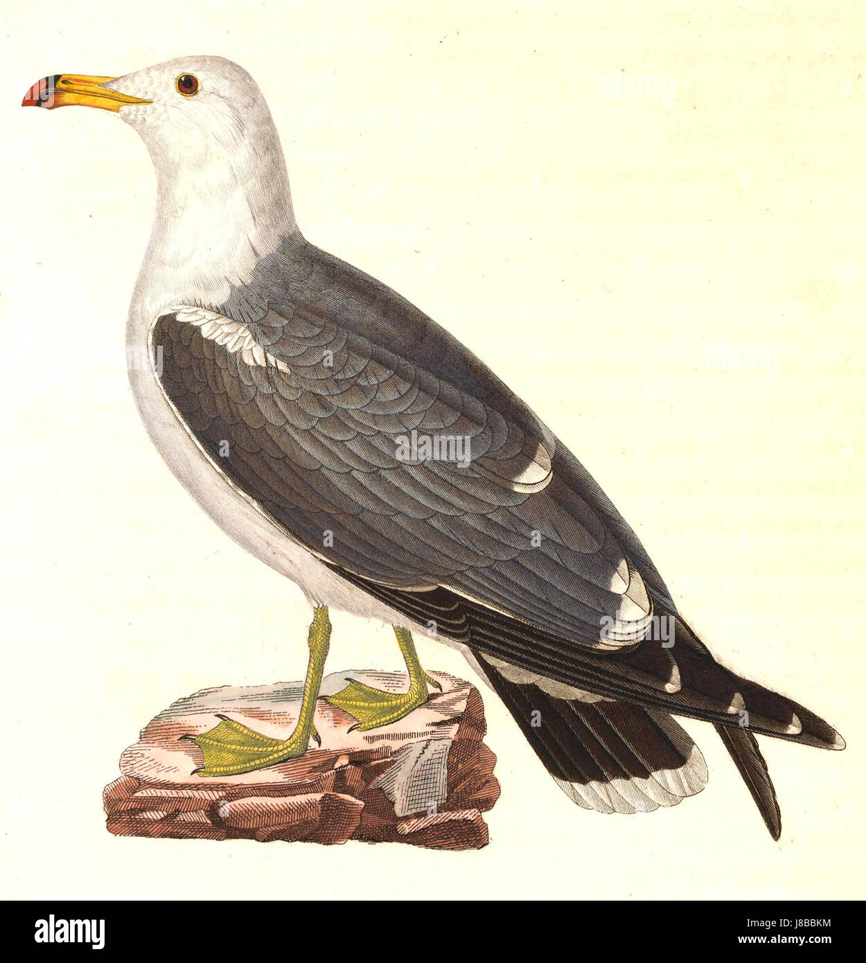 Larus species Banque de photographies et d’images à haute résolution ...