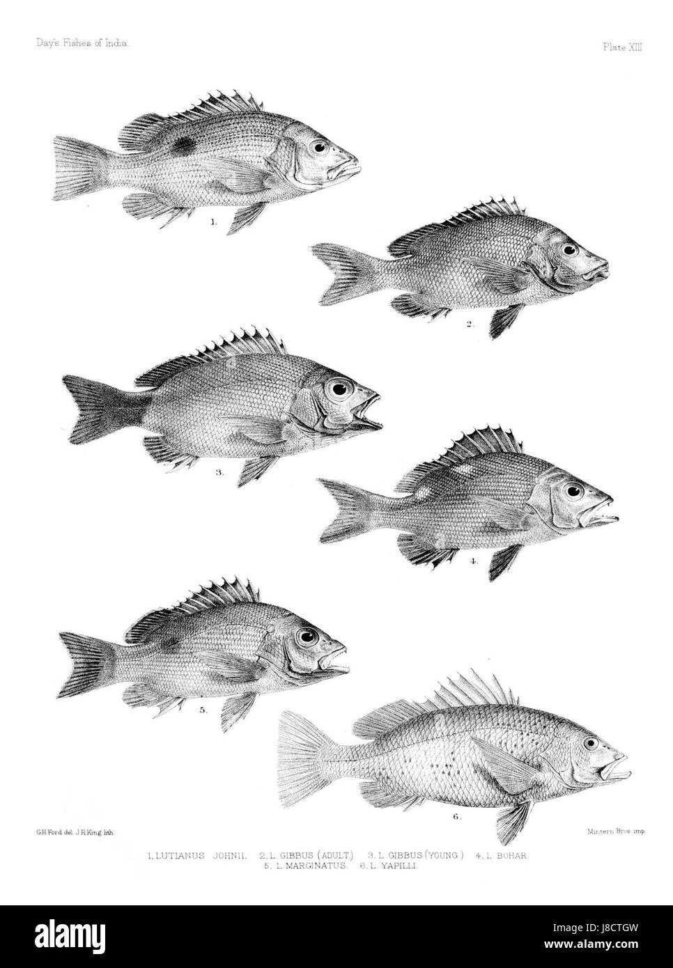 Poisson de l'océan indien Banque d'images détourées - Alamy