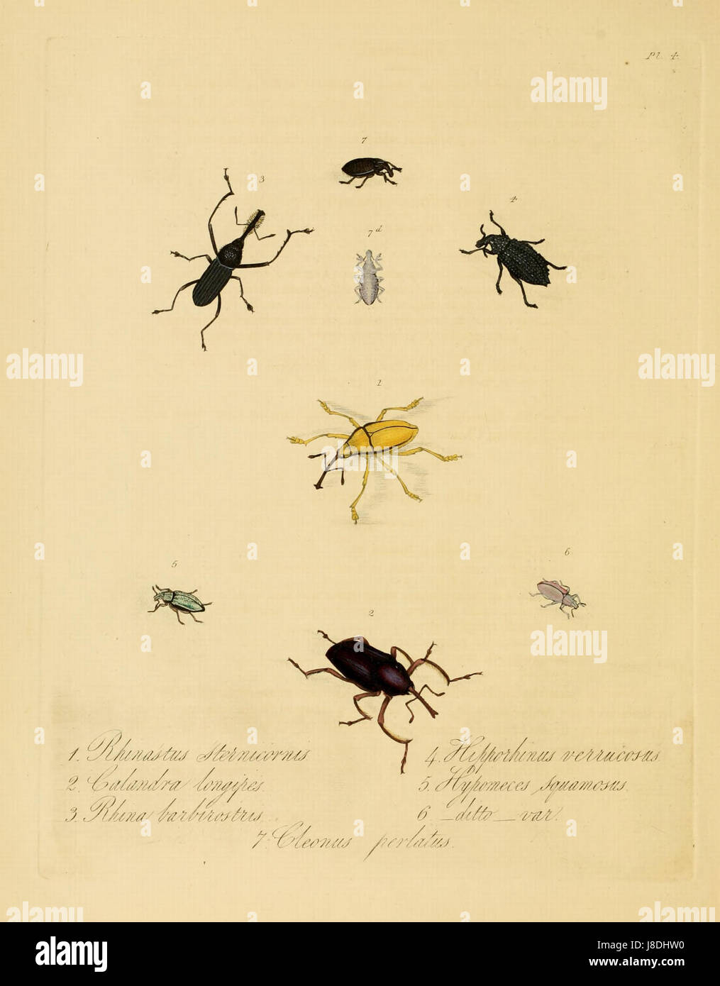 Une illustration tirée de 'Donovan's Insects of China' publiée en 1838 ...