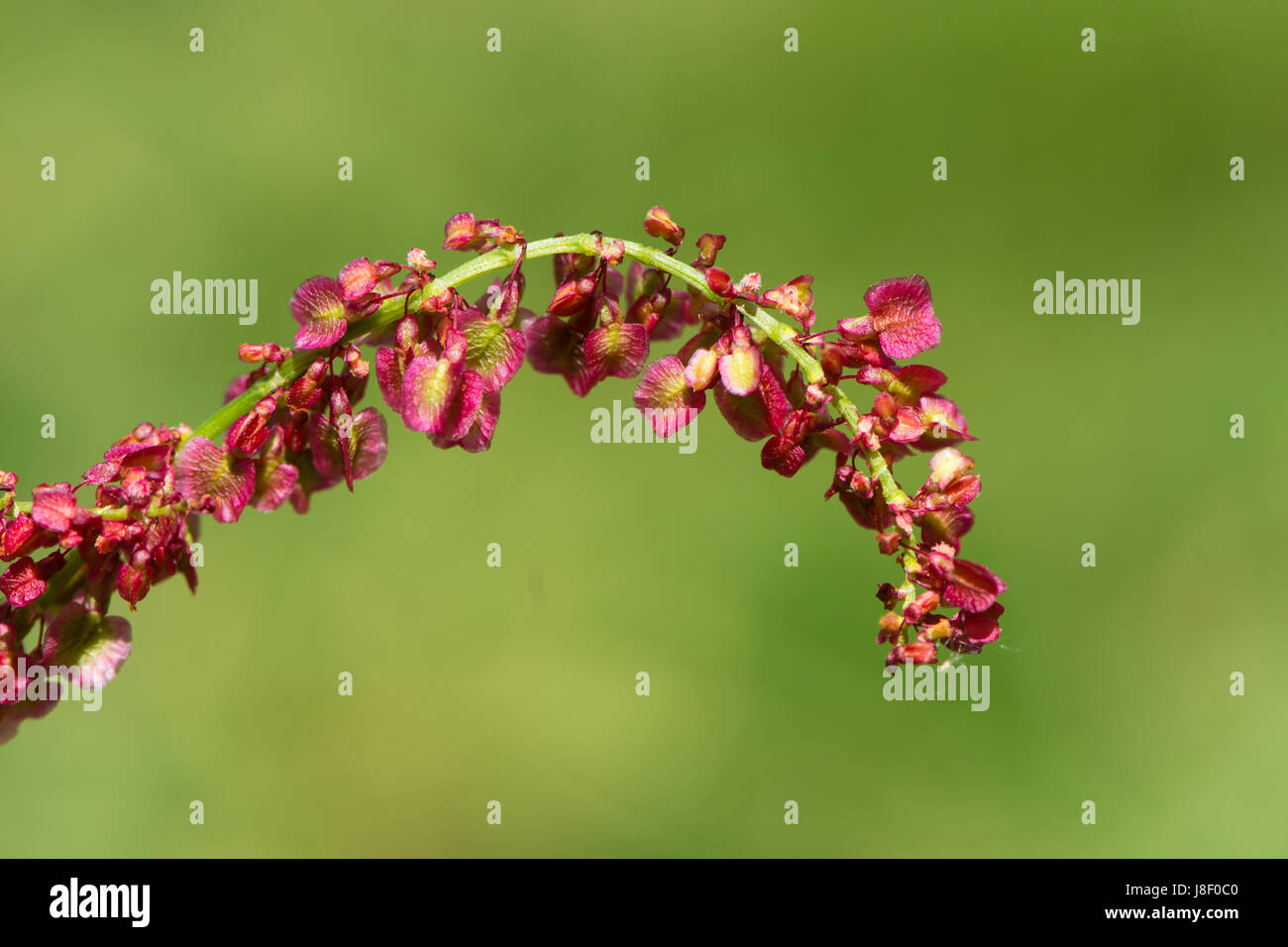 Oseille rouge en fleur Banque de photographies et d’images à haute ...
