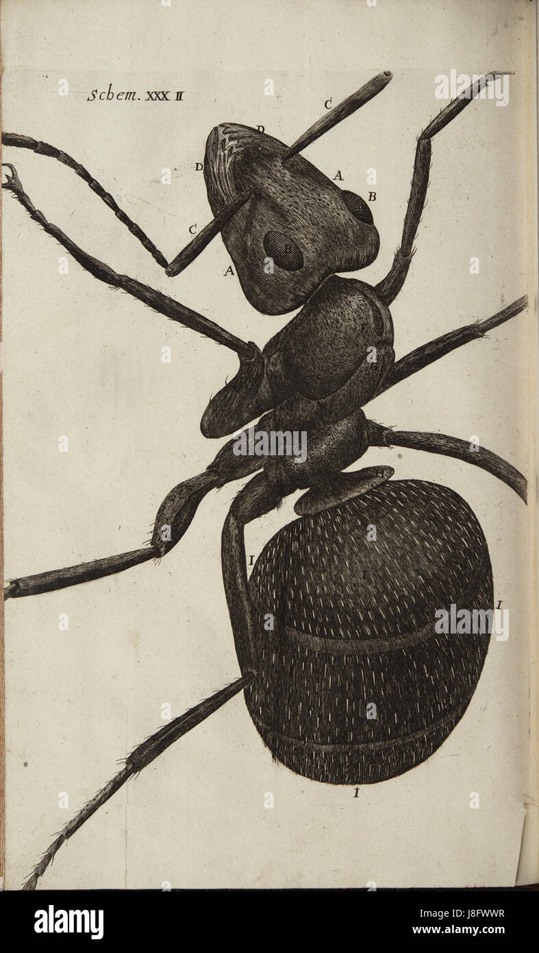 Micrographia Banque de photographies et d’images à haute résolution - Alamy