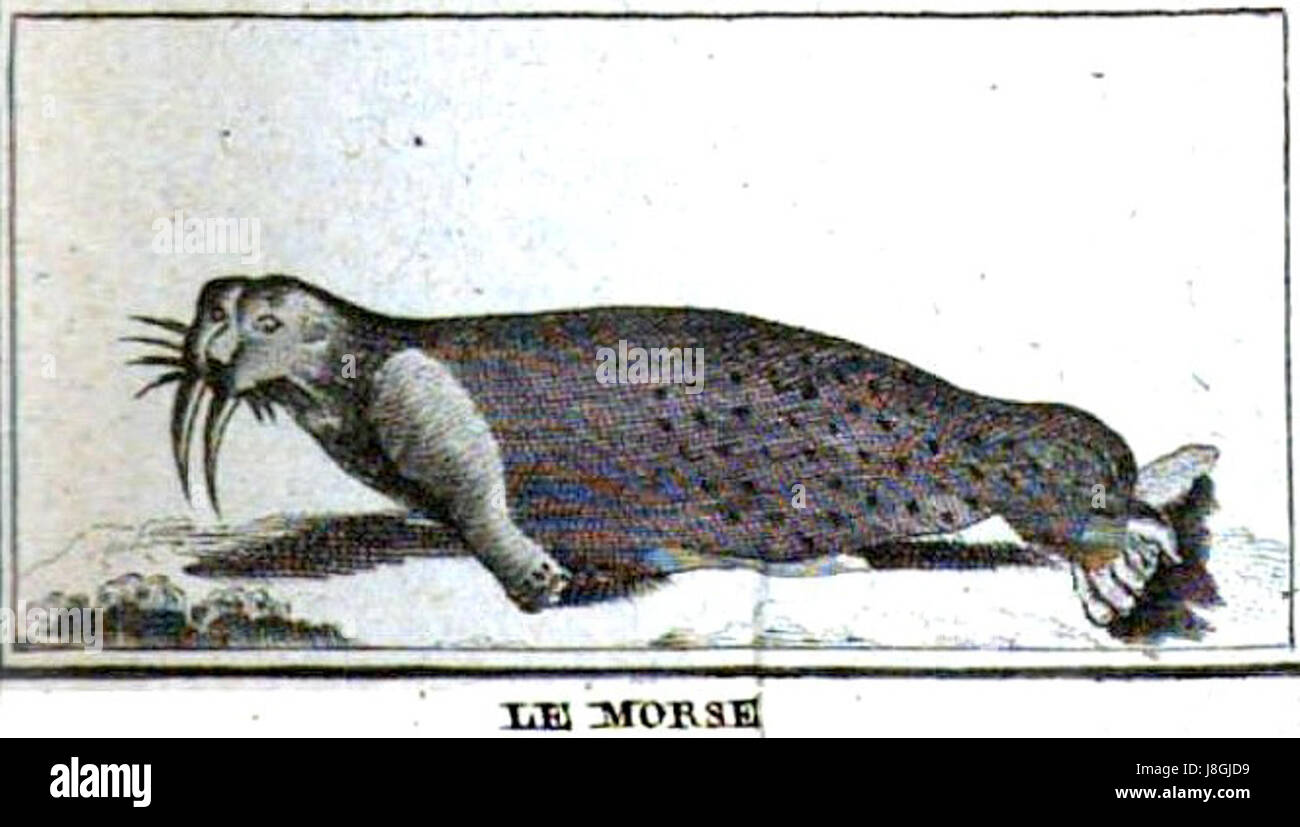 L'estampe intitulée 'Morse par Gilibert' présente une représentation de ...