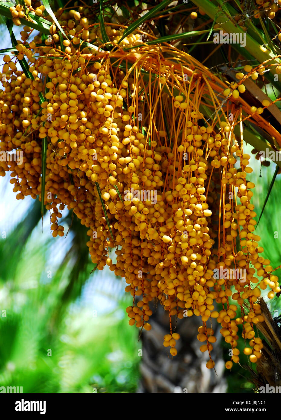 Descendances, fruits, fruits, palmier, dates, date palm, date, arbre ...