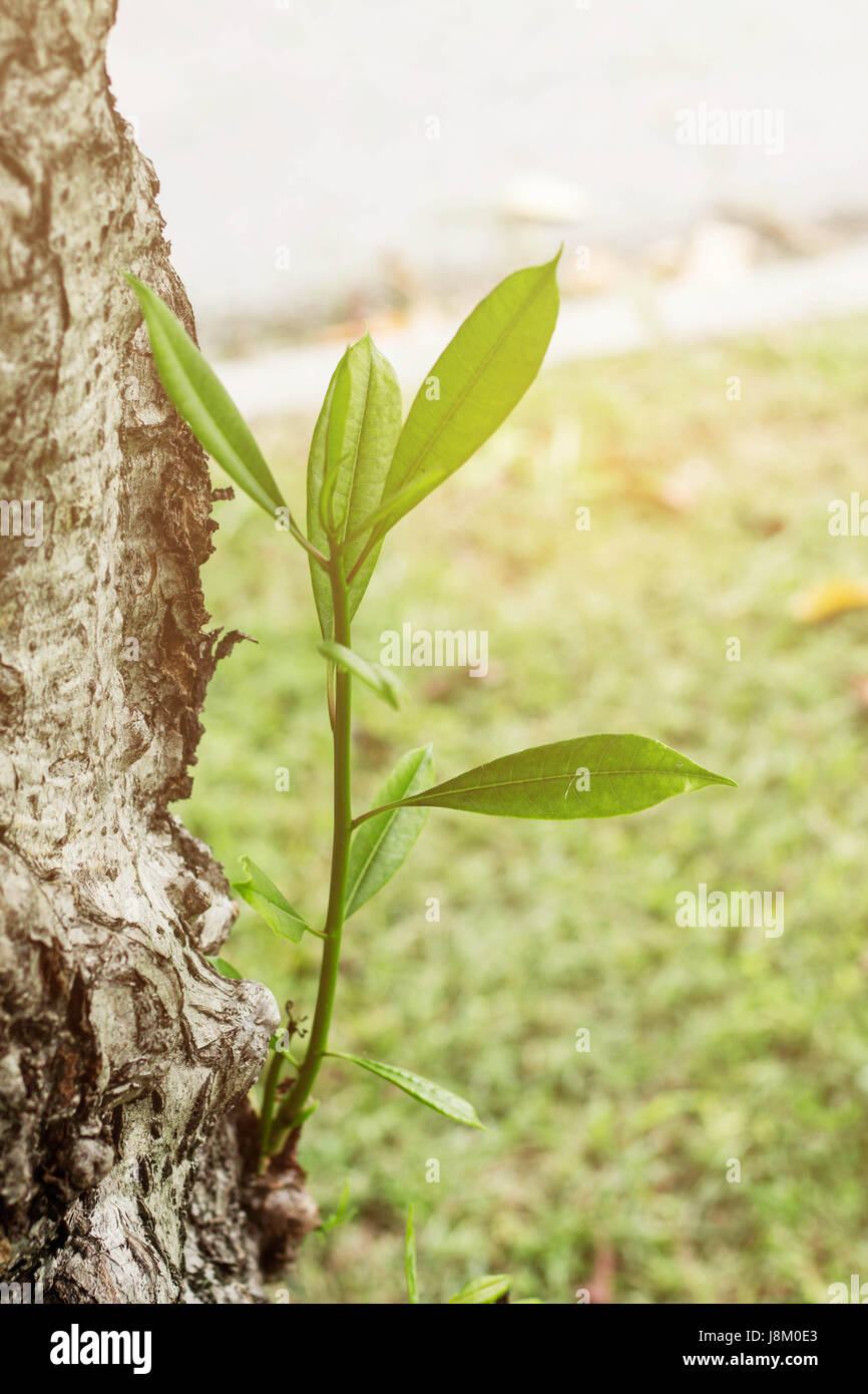 Jeune arbre aux feuilles vertes pousse sur un petit Banque de ...