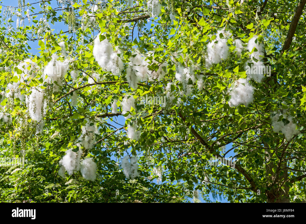 Pollen de peuplier Banque d'image et photos - Alamy